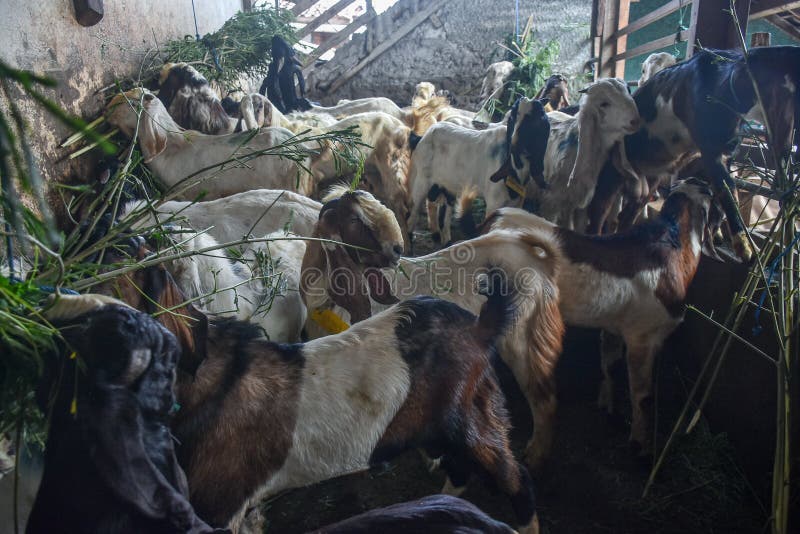 Seller of Goats for Sacrificial Animals Stock Image - Image of pasture ...