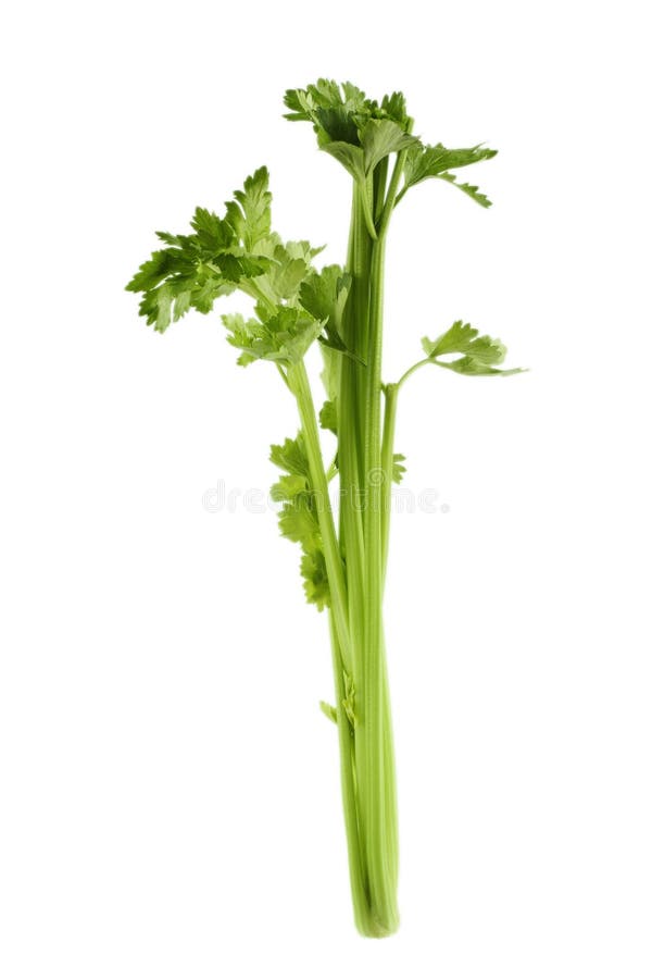 Selleri arkivfoto. Bild av matlagning, grön, sunt, friskhet - 12264578