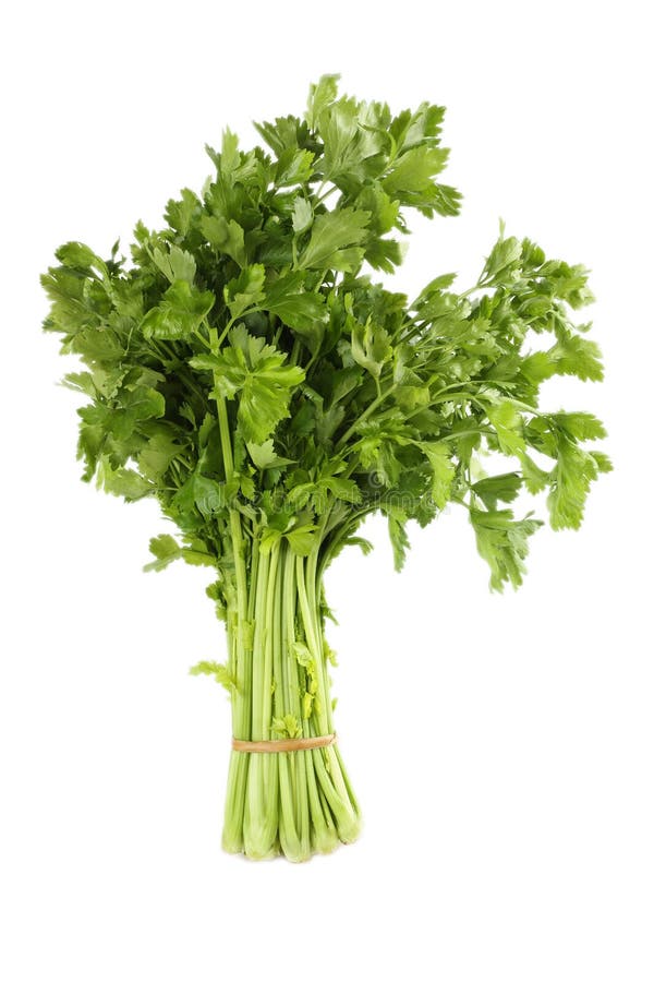 Selleri arkivfoto. Bild av matlagning, grön, sunt, friskhet - 12264578