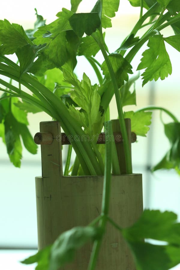 Selleri fotografering för bildbyråer. Bild av grupp, coctail - 16759363