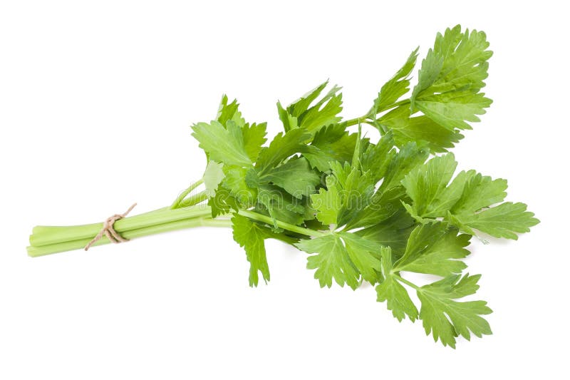 Sellerie stockfoto. Bild von nave, nachricht, blätter - 42230048
