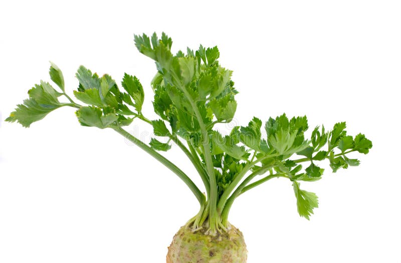 Sellerie stockfoto. Bild von sellerie - 15690144