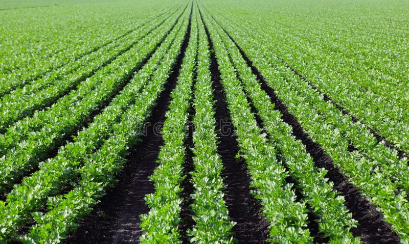 Sellerie-Feld stockbild. Bild von nave, fruchtbar, muster - 15233229