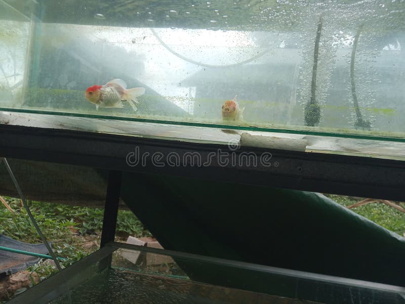 Selling Koki Fish at Home. Make Money.. Stock Image - Image of money ...