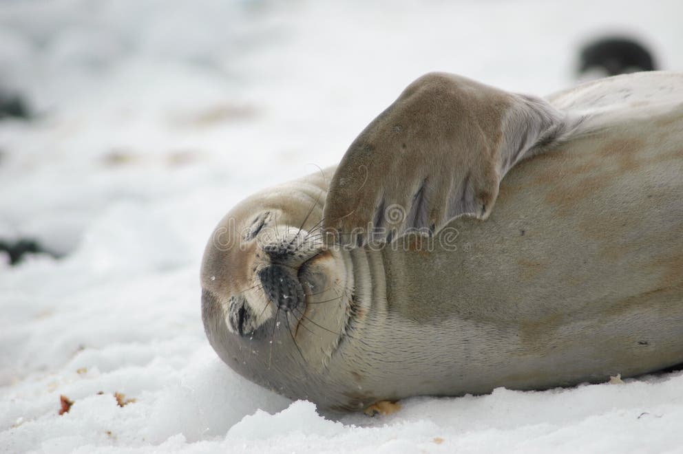 Sello foto de archivo. Imagen de marina, animal, sello - 1111122