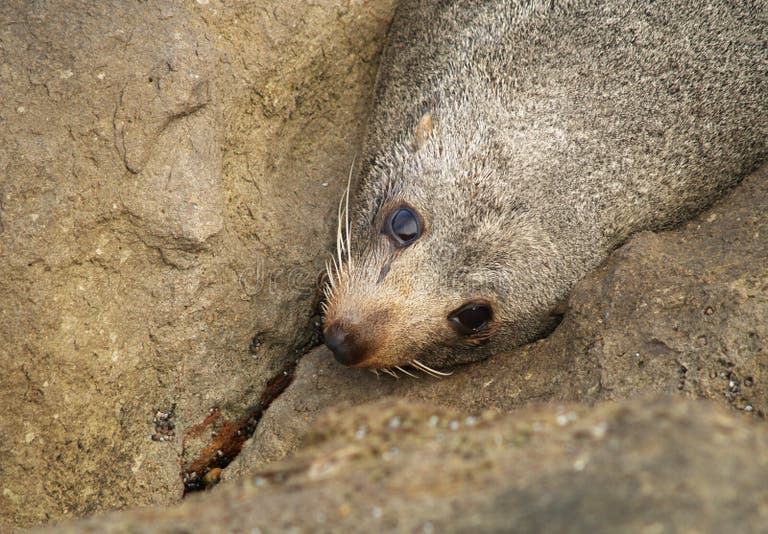 Sello imagen de archivo. Imagen de roca, sello, cierre - 35908897