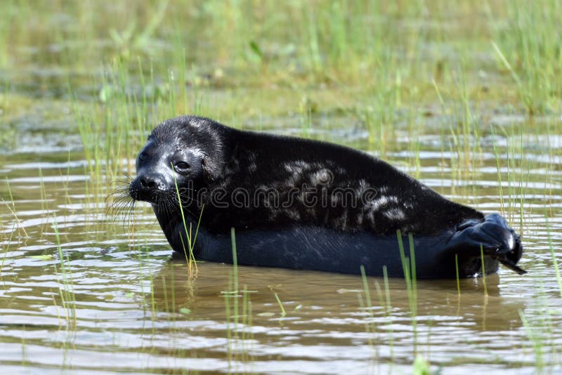 La Foca Anillada De Ladoga Sobre Una Piedra Retrato De Cierre Imagen de ...