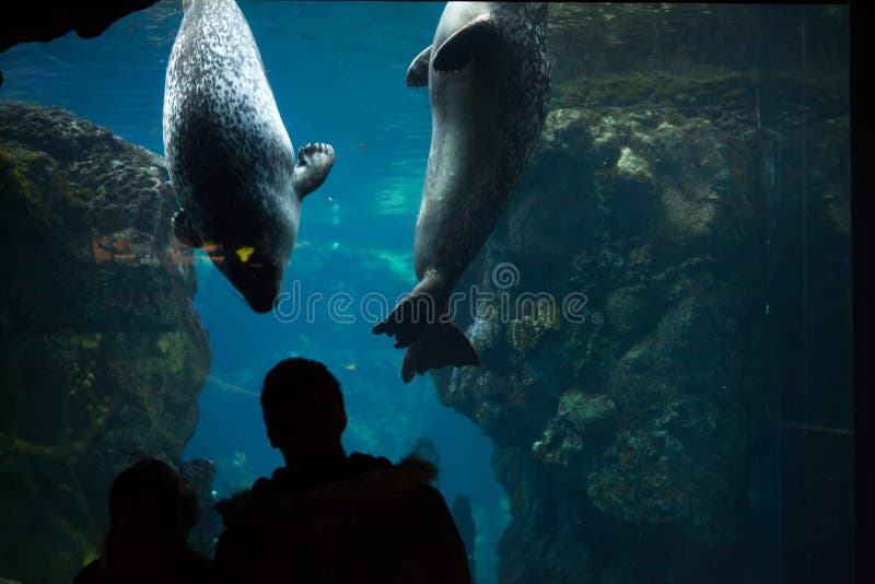 Sello De Puerto (vitulina Del Phoca) Foto editorial - Imagen de mirando ...