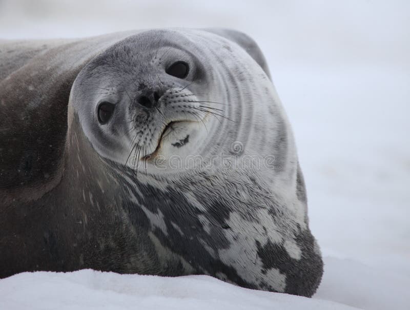 Cría De Foca De Weddell Que Miente En La Nieve En El Suyo Parte ...