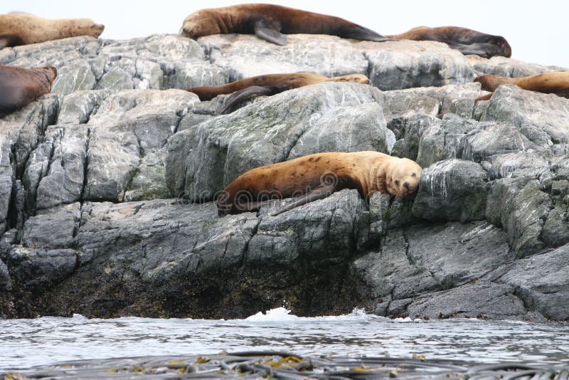Sello en una roca foto de archivo. Imagen de agua, gris - 10864284