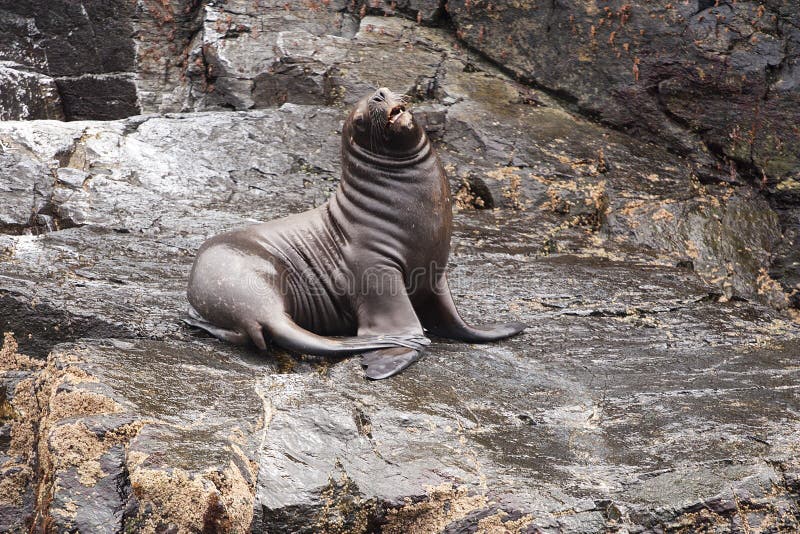 Sello en una roca imagen de archivo. Imagen de reserva - 18257703