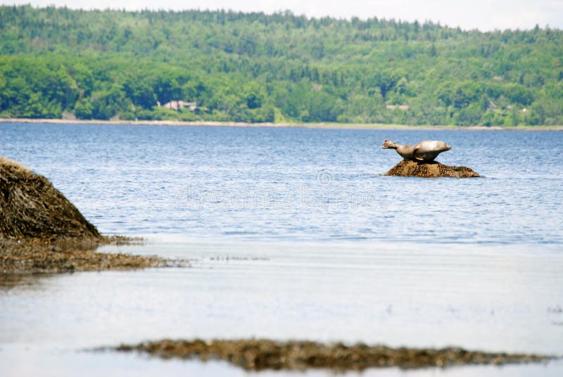 Sello en una roca foto de archivo. Imagen de roca, relaje - 41854660