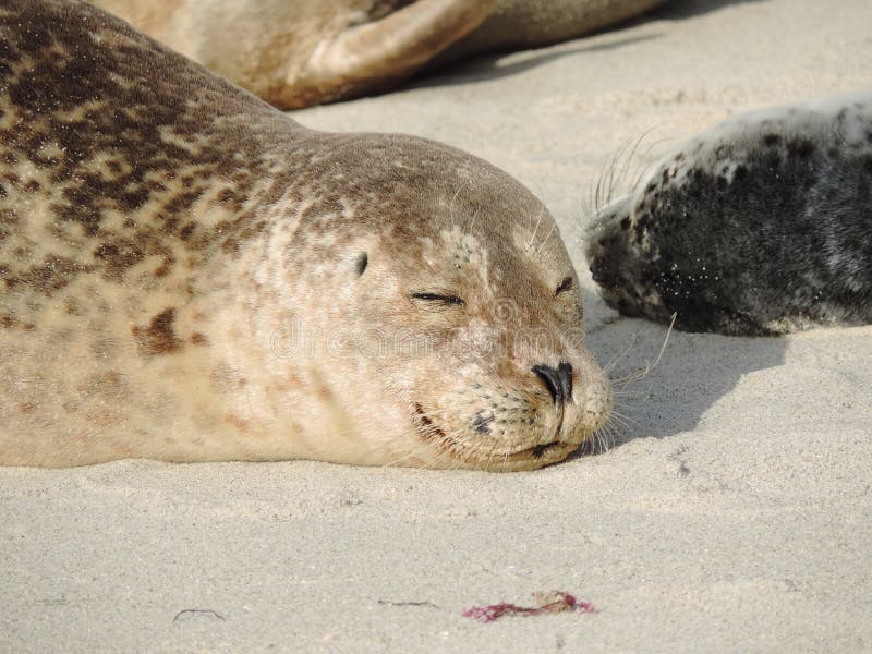 Feliz Foca Nadando Bajo El Agua Imagen de archivo - Imagen de coral ...