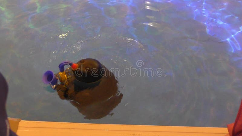 La Foca Flota En Aguas Tranquilas De Color Azul, Mientras Que Otras Se ...