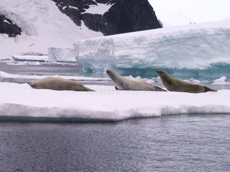 Sellos en Ant3artida imagen de archivo. Imagen de nieve - 2537751