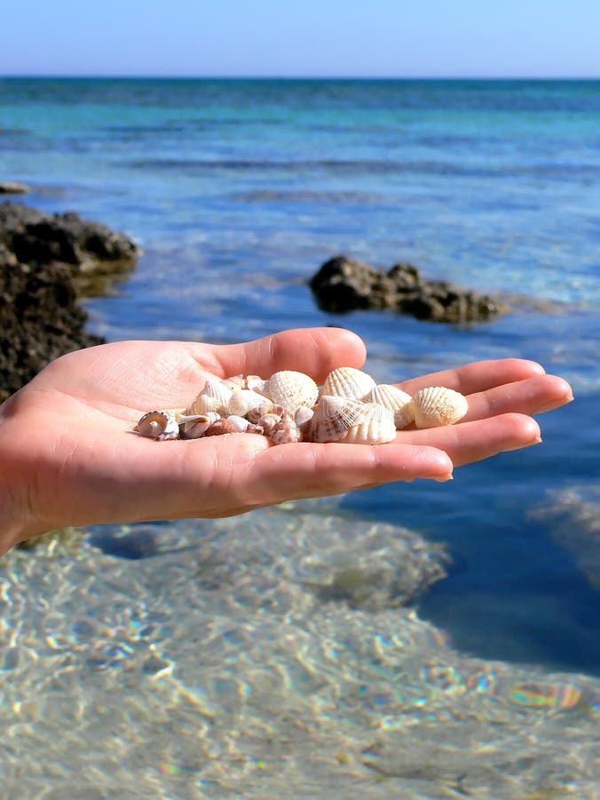 Handful of Seashells - Fiji - South Pacific Stock Image - Image of ...