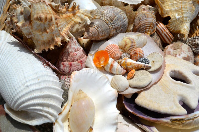 She Sells Seashells stock image. Image of snail, sanddollar - 65581375