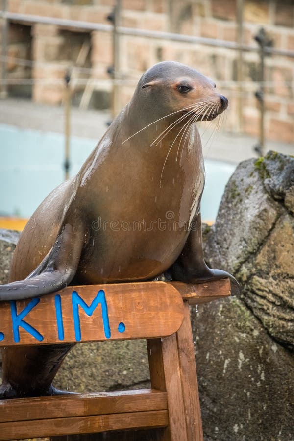 Grande Foca Sentada Na Areia Na Praia Foto de Stock - Imagem de nave ...