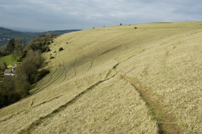 Selsley Common stock image. Image of orchid, selsley - 170384423
