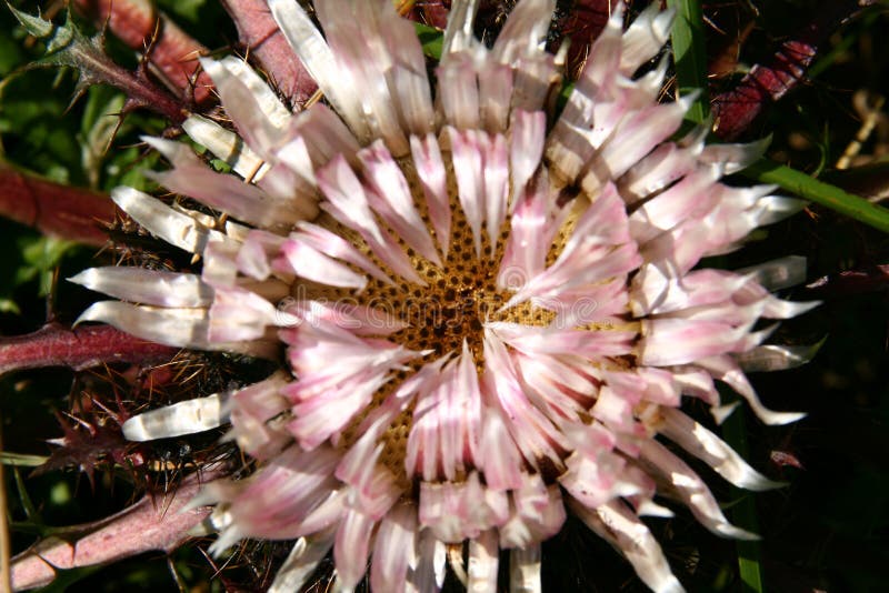 Seltene Blumen stockfoto. Bild von berge, blumenblätter - 6300314