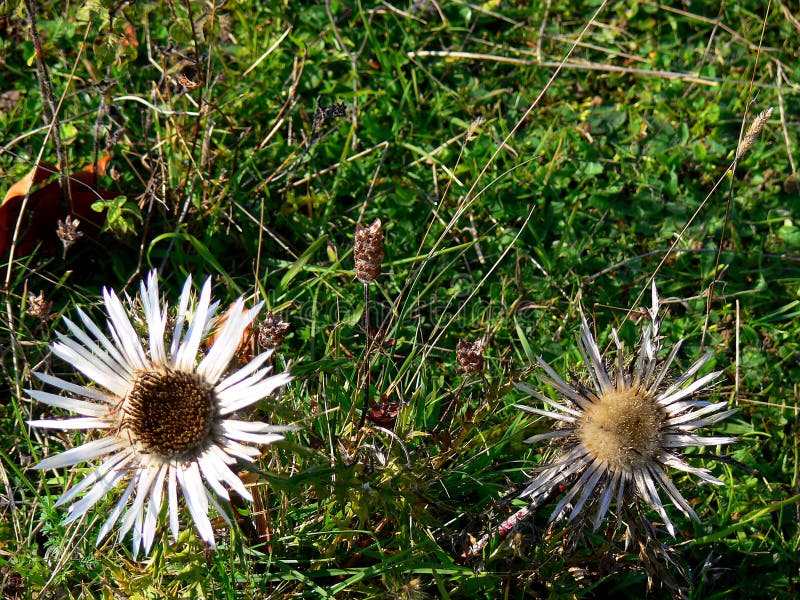 Alpine Flora Der Silbernen Disteln in AllgÃ¤u-Alpen Stockfoto - Bild ...