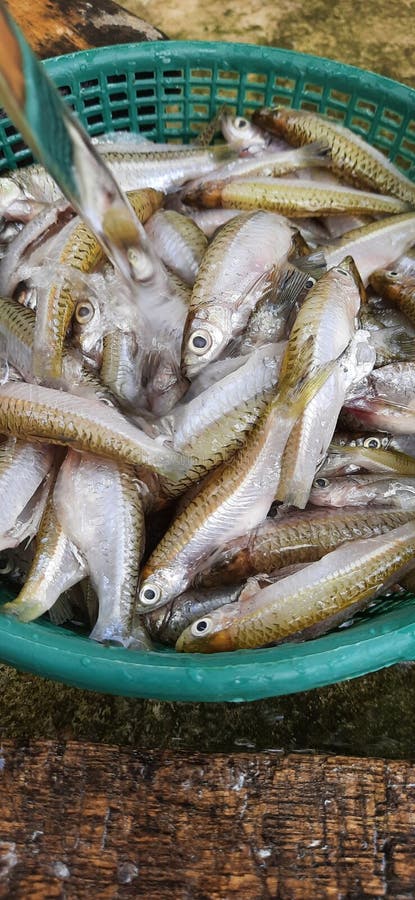 Seluang Fish Being Washed and Running Water from Indonesian Stock Photo ...