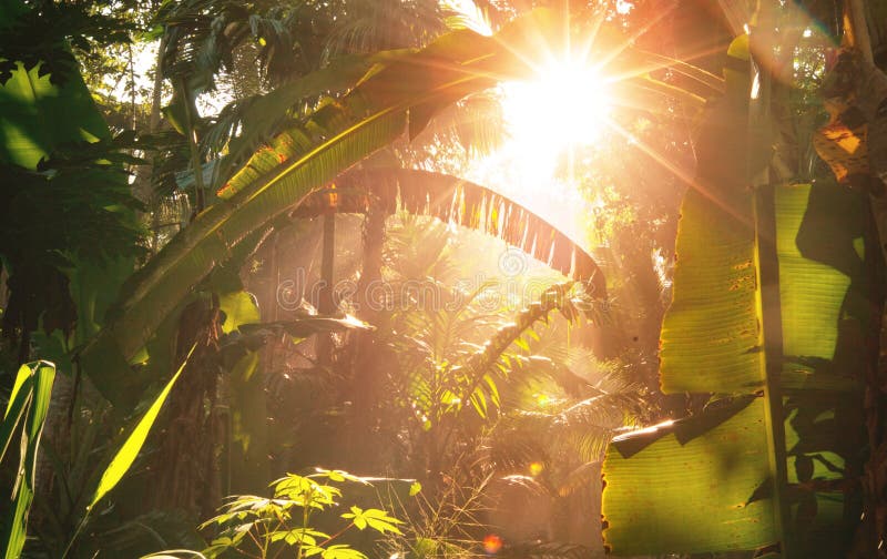 Selva imagem de stock. Imagem de tropical, vietname, montanhas - 54177053