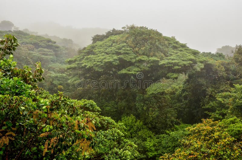 Paisaje Natural En La Selva Del Amazonas, Venezuela Foto de archivo ...