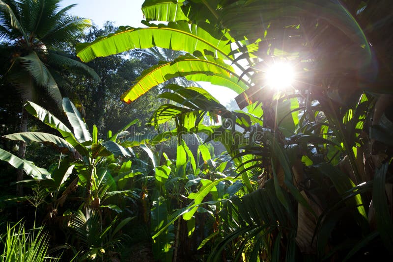 Selva imagem de stock. Imagem de tropical, vietname, montanhas - 54177053