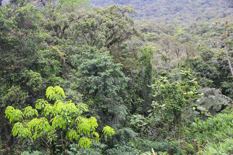 Selva brasileira imagem de stock. Imagem de floresta - 134784559