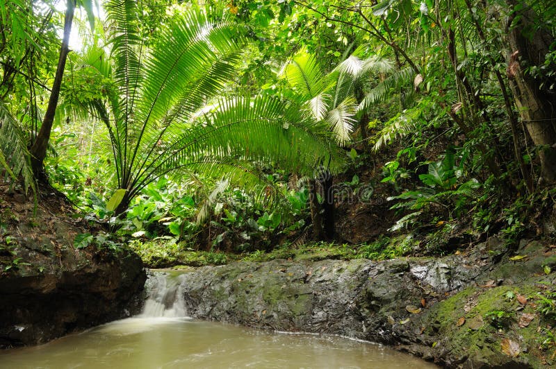 Selva Colombiana Selvagem De Darien Foto de Stock - Imagem de florestas ...