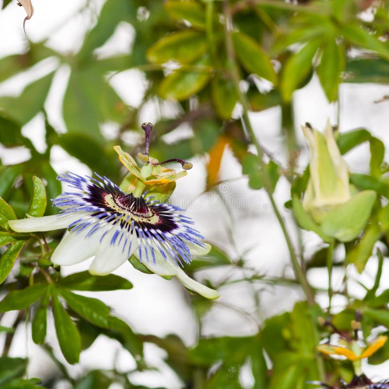 Selva De La Flor De La Pasi?n Imagen de archivo - Imagen de flora, hoja: 28150561