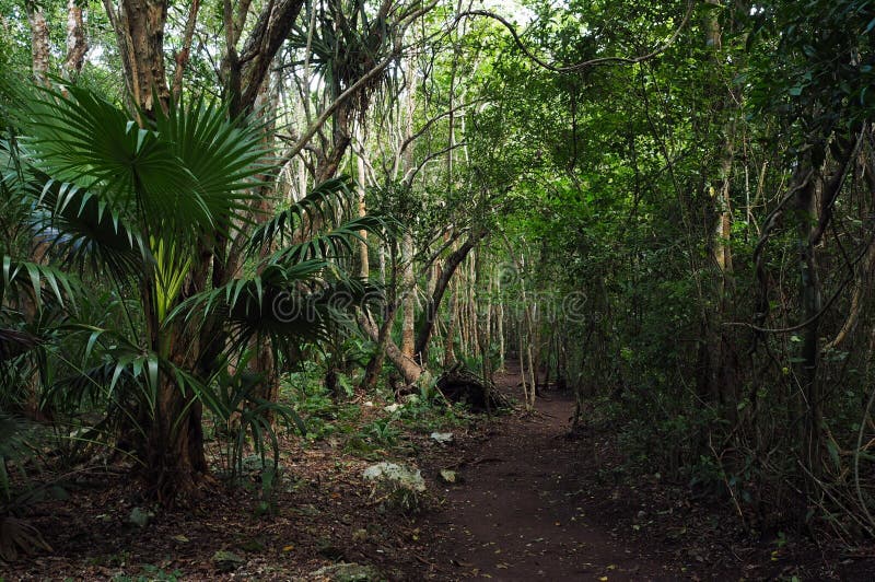 Selva de México foto de archivo. Imagen de yucatan, después - 106479368
