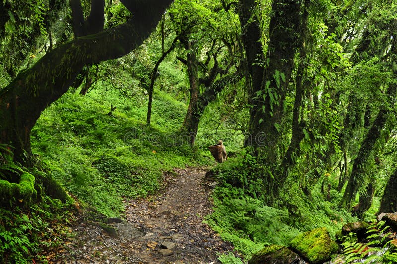 Selva de Nepal foto de archivo. Imagen de travieso, senderismo - 56902064