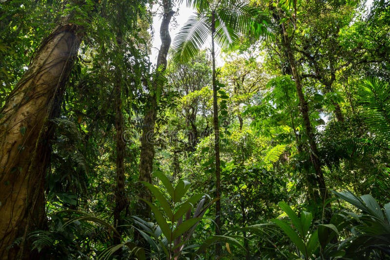 Selva densa verde foto de archivo. Imagen de borneo, central - 62762896