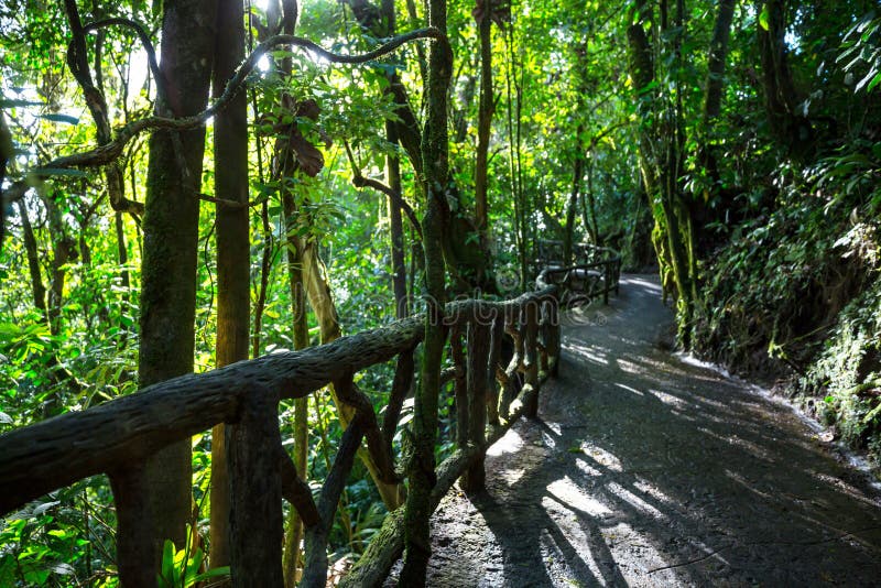 Selva en Costa Rica imagen de archivo. Imagen de exterior - 108299143