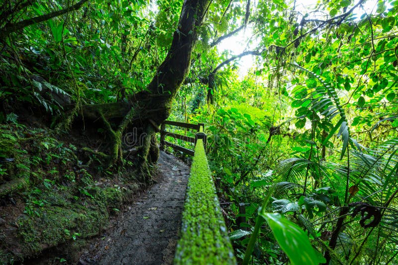Selva en Costa Rica foto de archivo. Imagen de naturalizado - 109972162