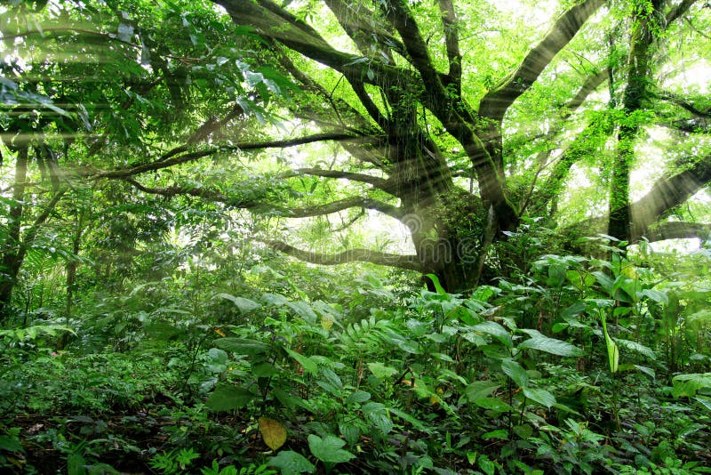 Rayos De Sol En Una Selva En La India Foto de archivo - Imagen de ...