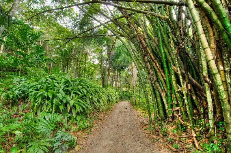 Selva tropical en Jamaica foto de archivo. Imagen de ambiente - 32298902