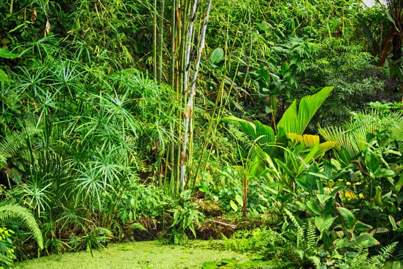 Fondo verde de la selva imagen de archivo. Imagen de selva - 88019789