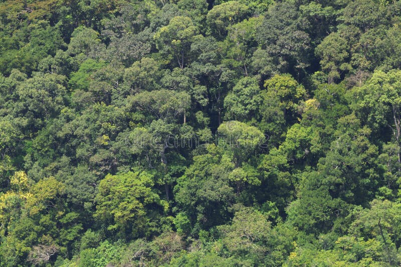 Selva tropical subtropical imagen de archivo. Imagen de tropical - 28605271