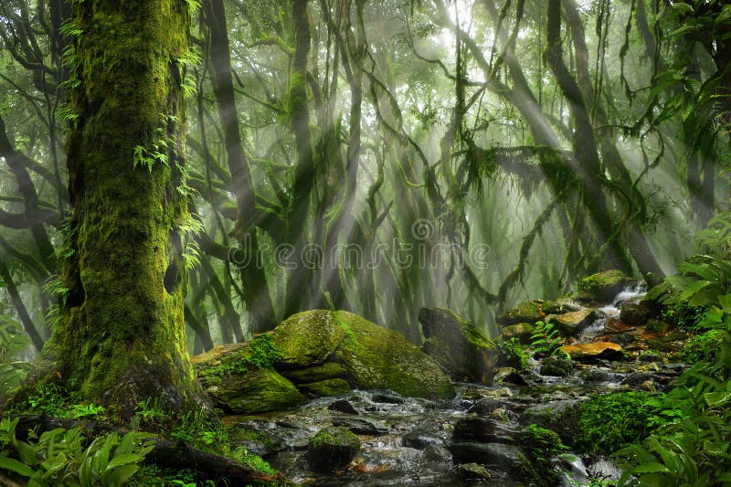 Mapa De La Selva Tropical En Columbia Británica