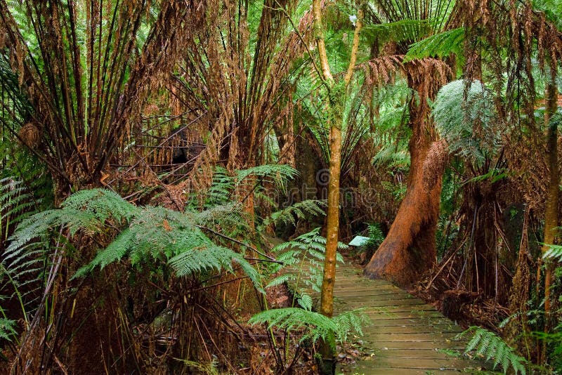 Selva tropical, Australia foto de archivo. Imagen de fondo - 8684704