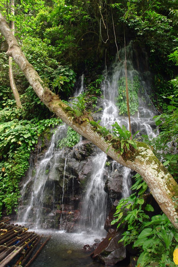 Selva Tropical Con El árbol, La Balsa Y La Cascada Foto de archivo ...