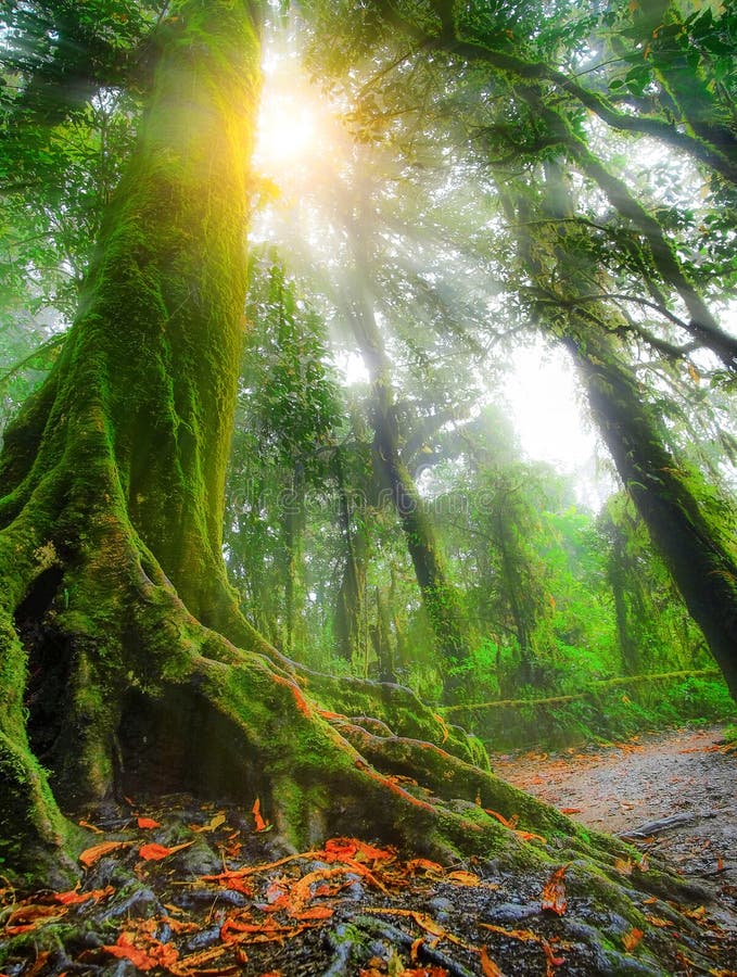 Luz Del Sol En Selva Tropical Foto de archivo - Imagen de sunlight ...
