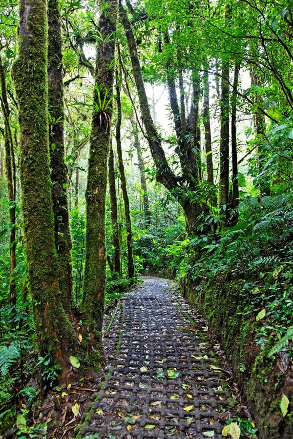 Selva tropical, Costa Rica foto de archivo. Imagen de puente - 24229422