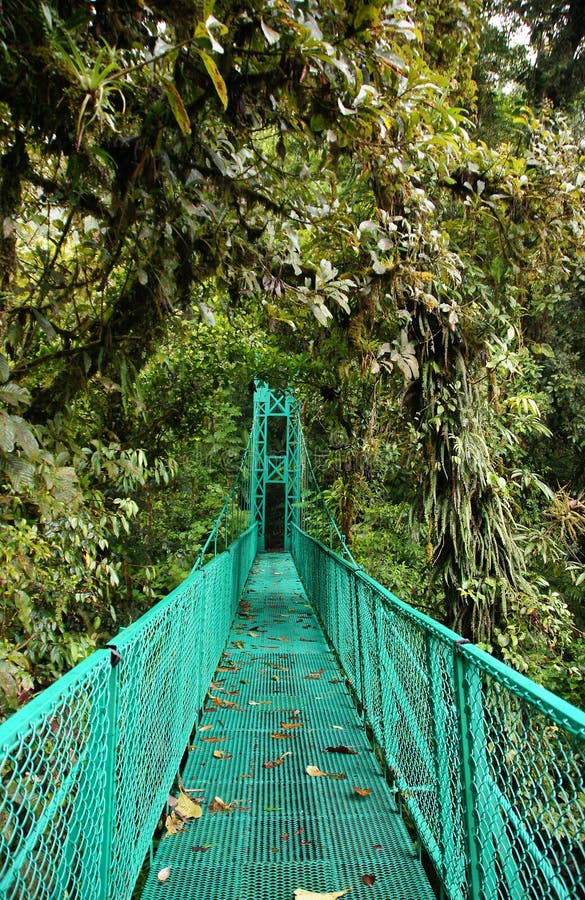 Selva tropical, Costa Rica foto de archivo. Imagen de tropical - 43129094