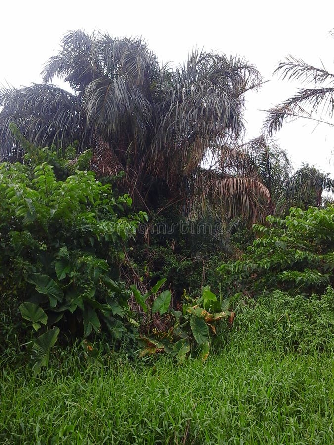 Fondo Tropical Africano. Cerrar La Textura De Fibra De Coco Cosida Con ...