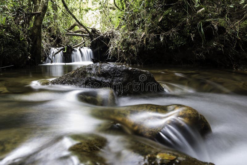 Selva Tropical Tropical De Colombia Foto de archivo - Imagen de pino ...