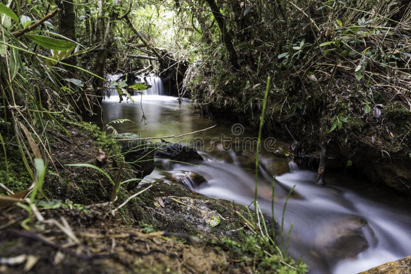 Selva Tropical Tropical De Colombia Foto de archivo - Imagen de roca ...